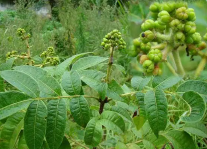 CAS NO. 518-17-2 Evodia Rutaecarpa Extract Powder Evodiamine