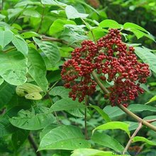 CAS NO. 518-17-2 Evodia Rutaecarpa Extract Powder Evodiamine